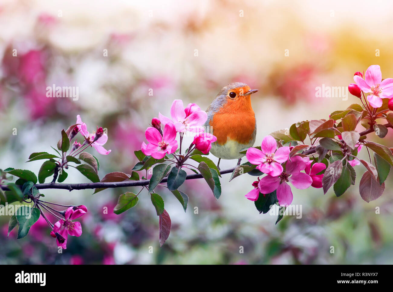 little bird Robin sitting on a branch of a flowering pink Apple tree in ...