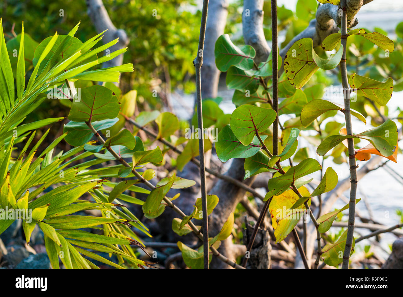 British Virgin Islands, Virgin Gorda. The Bitter End Yacht Club ...