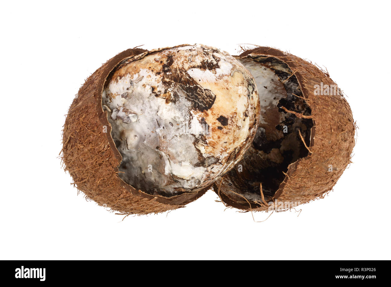 Coconut spoiled with mold isolated on white background. Top view Stock ...