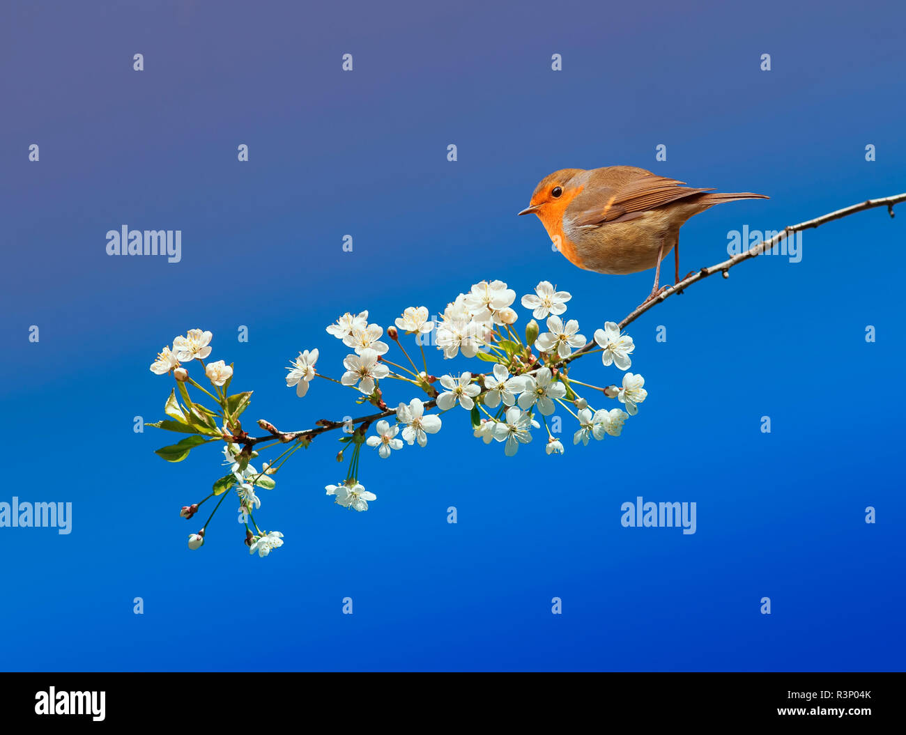 Robin in flowering cherry hi-res stock photography and images - Alamy