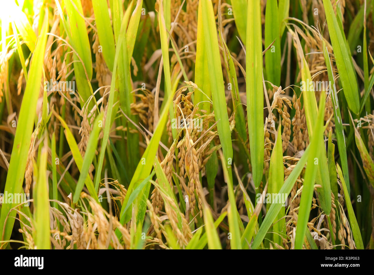 Rice field. Closeup of yellow paddy rice field with golden sun rising in autumn. High-quality ...