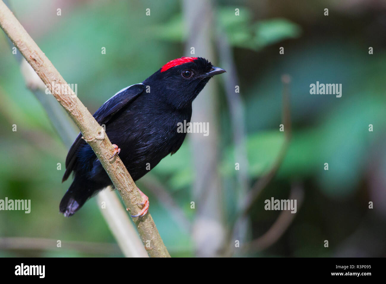 Blue backed manakin hi-res stock photography and images - Alamy