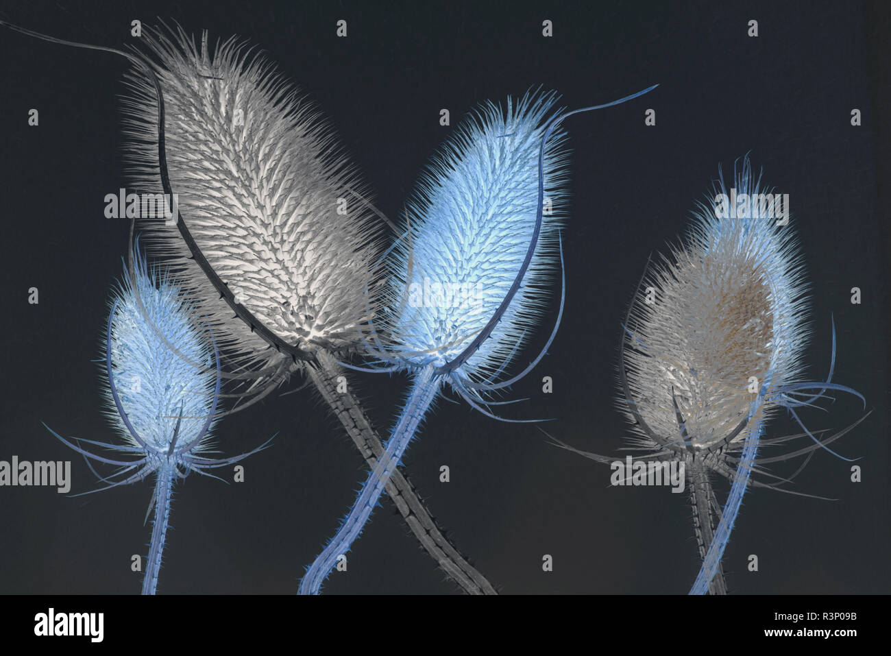 Creative shot using teasels hi-res stock photography and images - Alamy