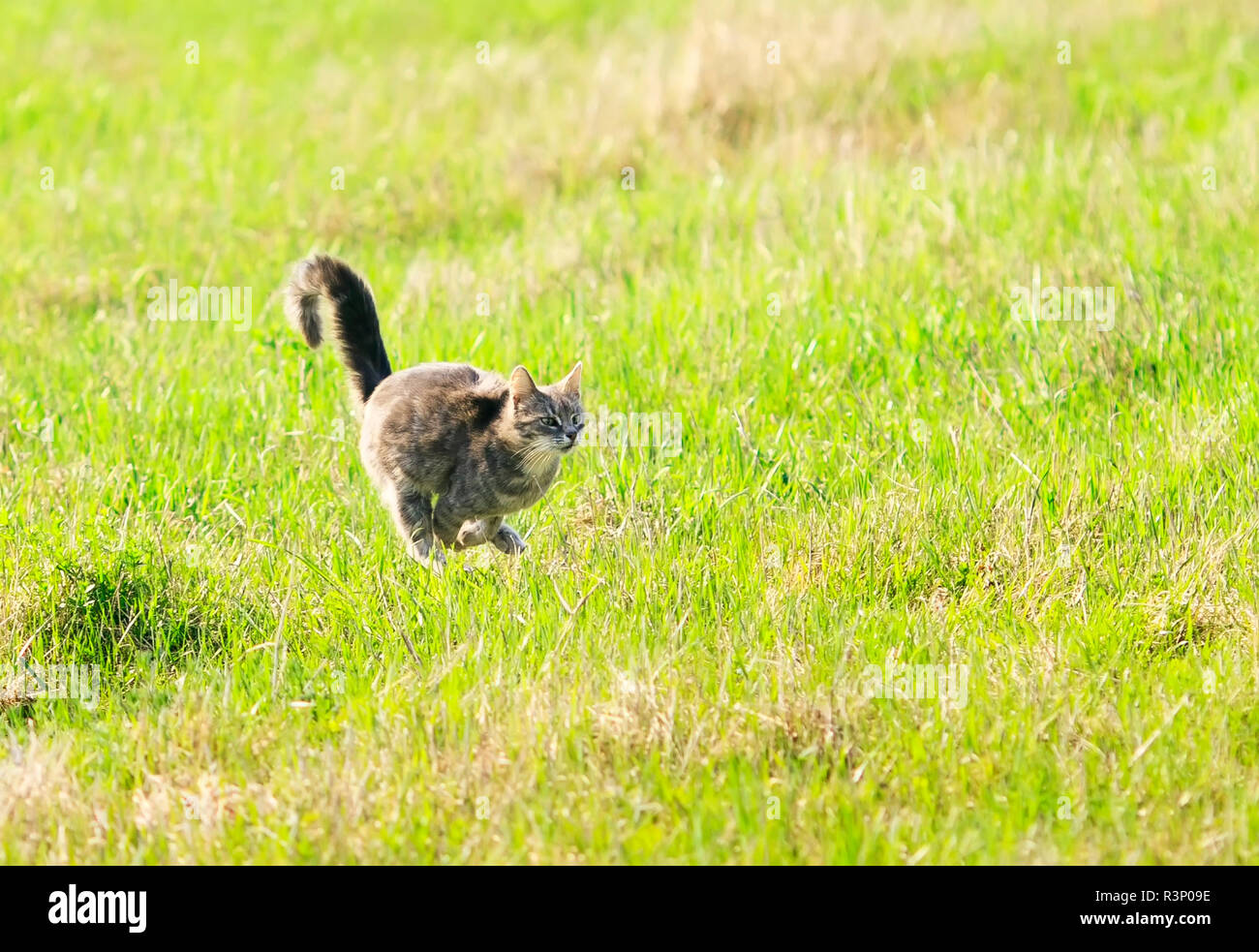 Cat with legs crossed hi-res stock photography and images - Alamy