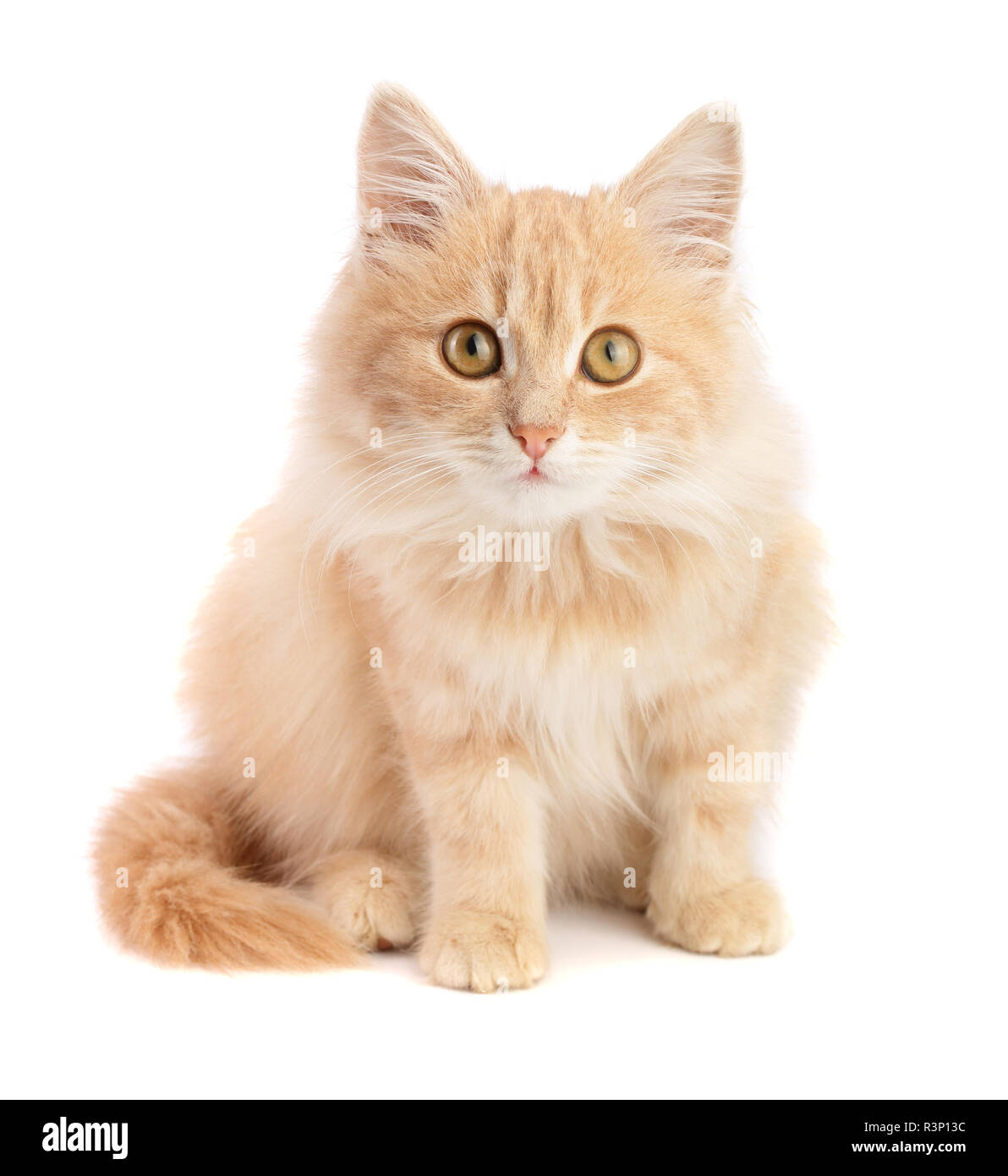 Cute little red kitten isolated on white background Stock Photo - Alamy