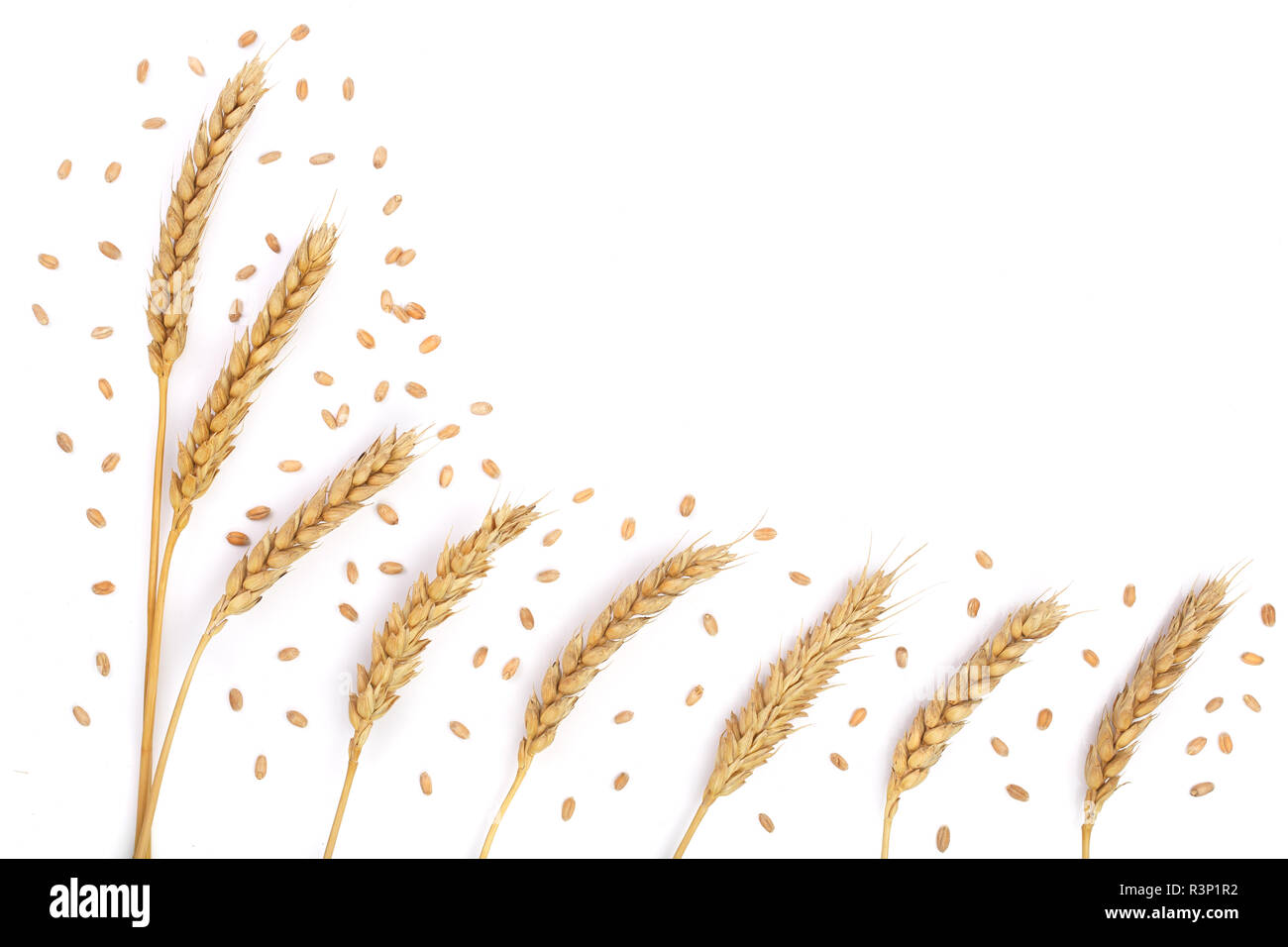 grain and ears of wheat isolated on white background with copy space ...