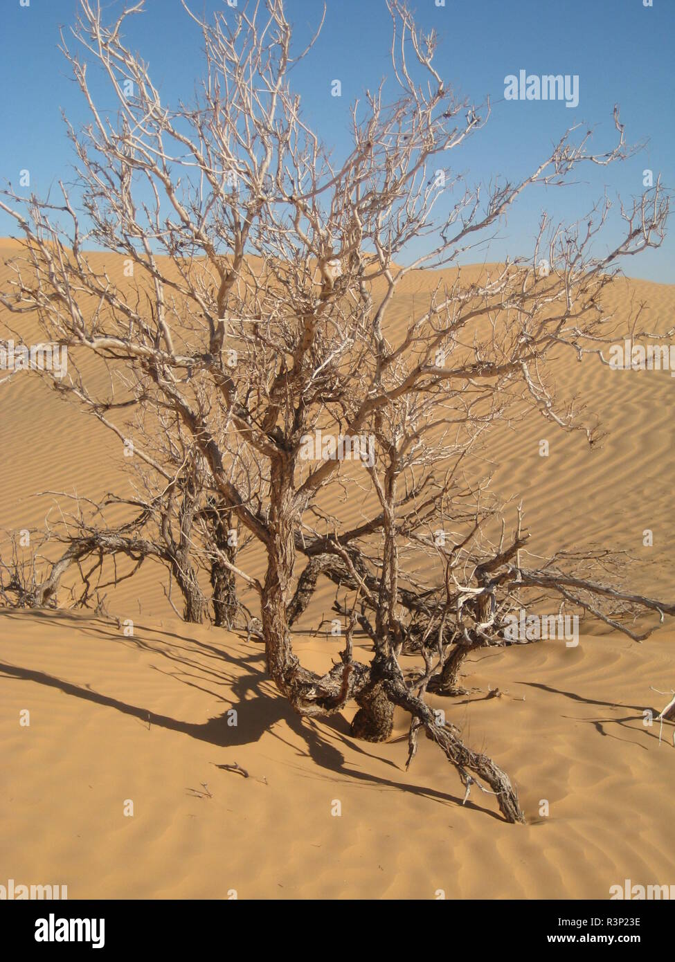 withered tree in the desert Stock Photo - Alamy