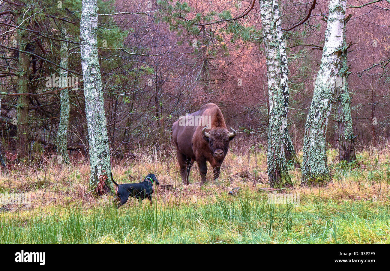 Bison hunting hi-res stock photography and images - Alamy