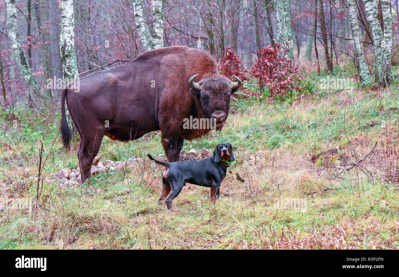 Bison hunting hi-res stock photography and images - Alamy