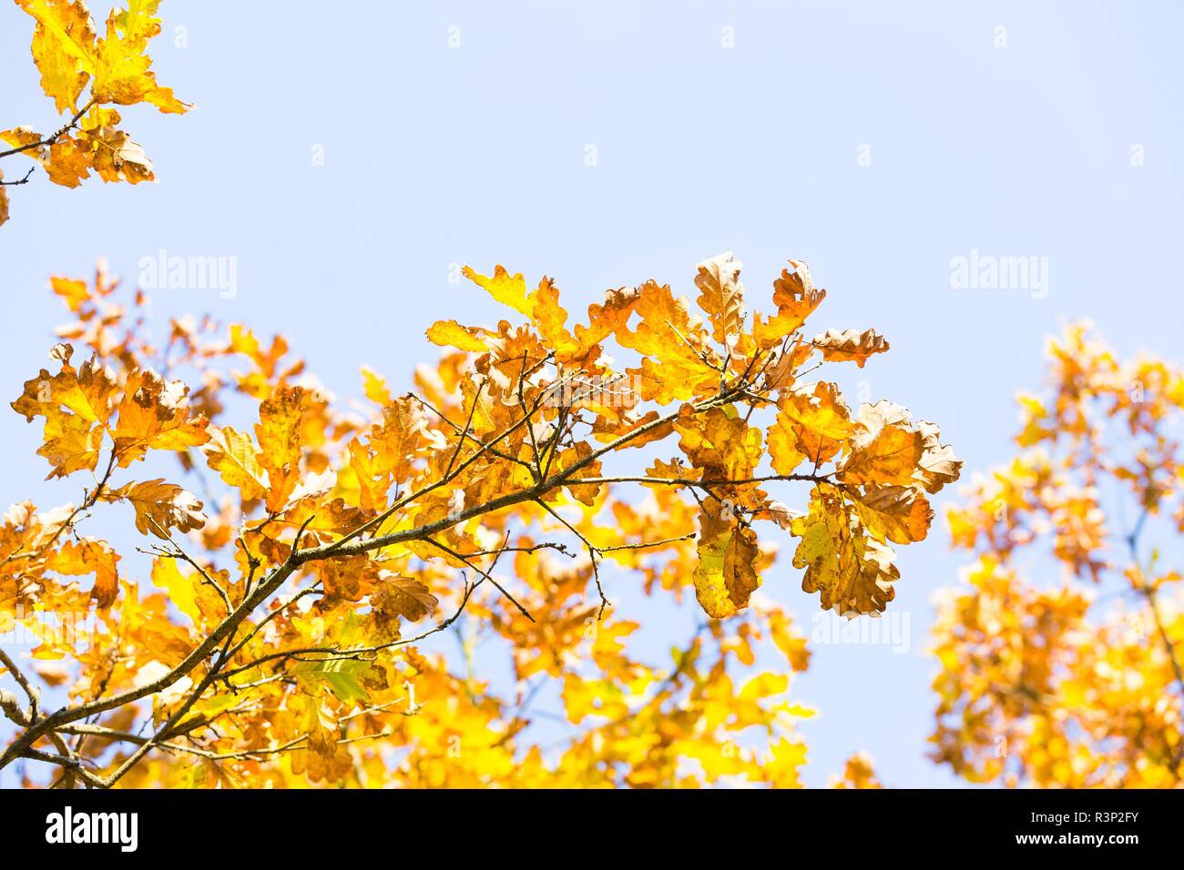 Colorful oak branch with leaves on blue sky background. Autumnal tree ...