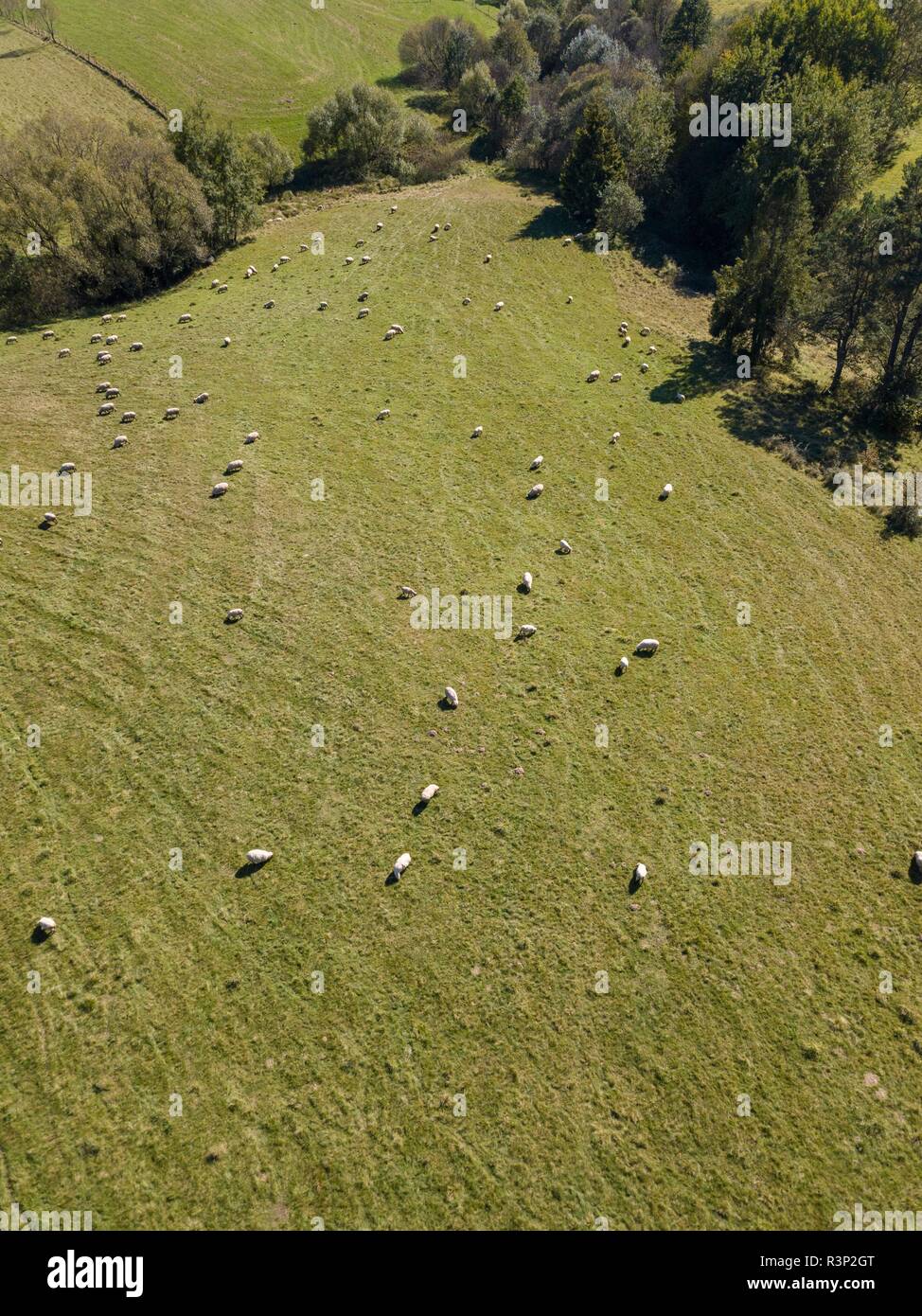 Merino sheeps grazing hi-res stock photography and images - Alamy