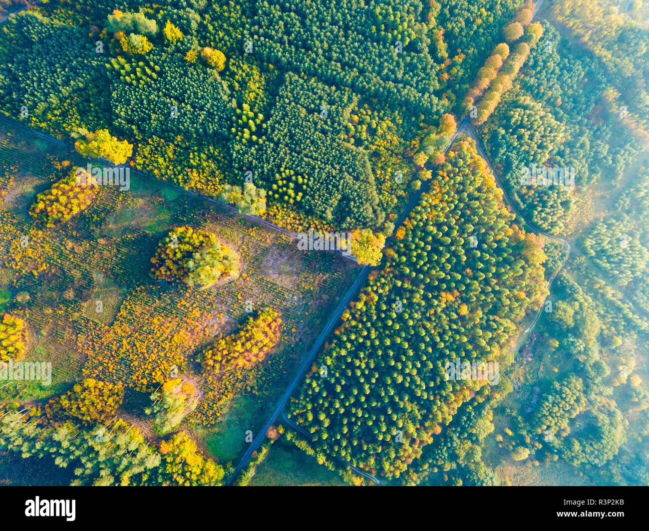 Aerial top down landscape with beautiful autumn forest from above. Bird ...