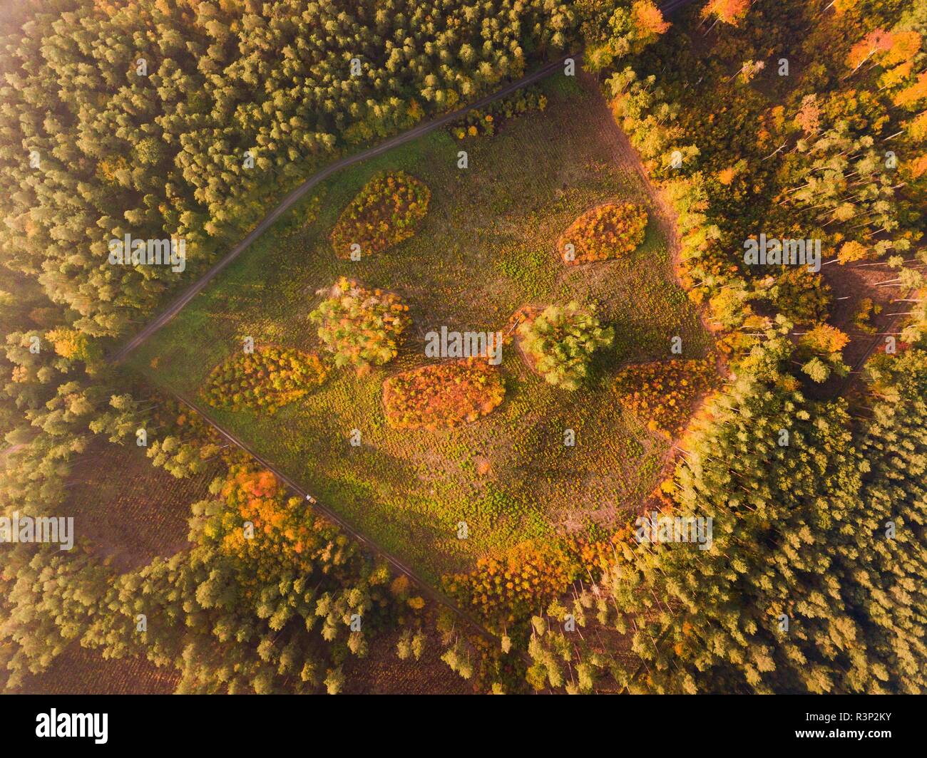 Aerial top down landscape with beautiful autumn forest from above. Bird ...