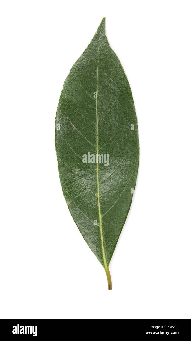 Laurel leaf background hi-res stock photography and images - Alamy