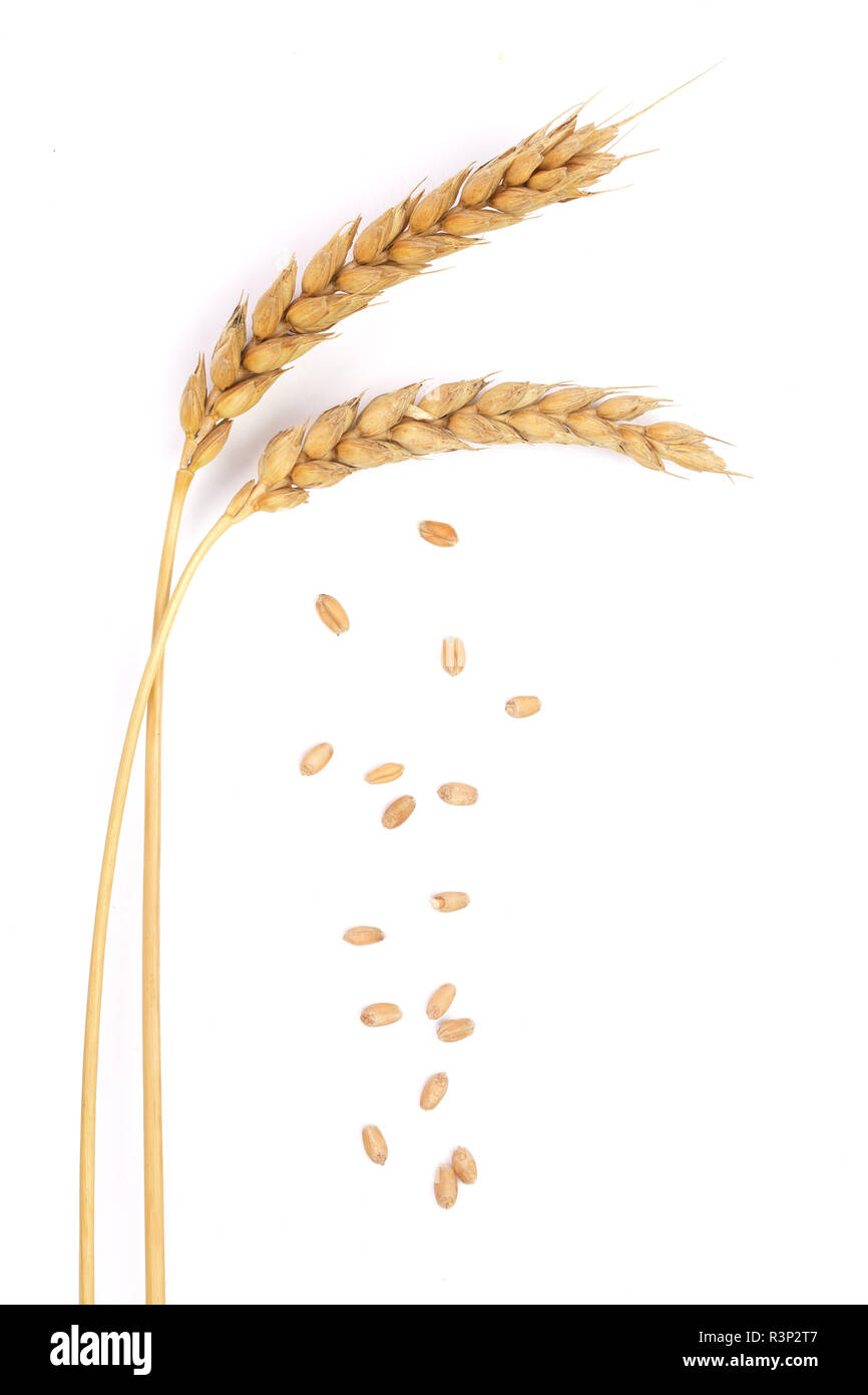 grain and ears of wheat isolated on white background. Top view Stock ...