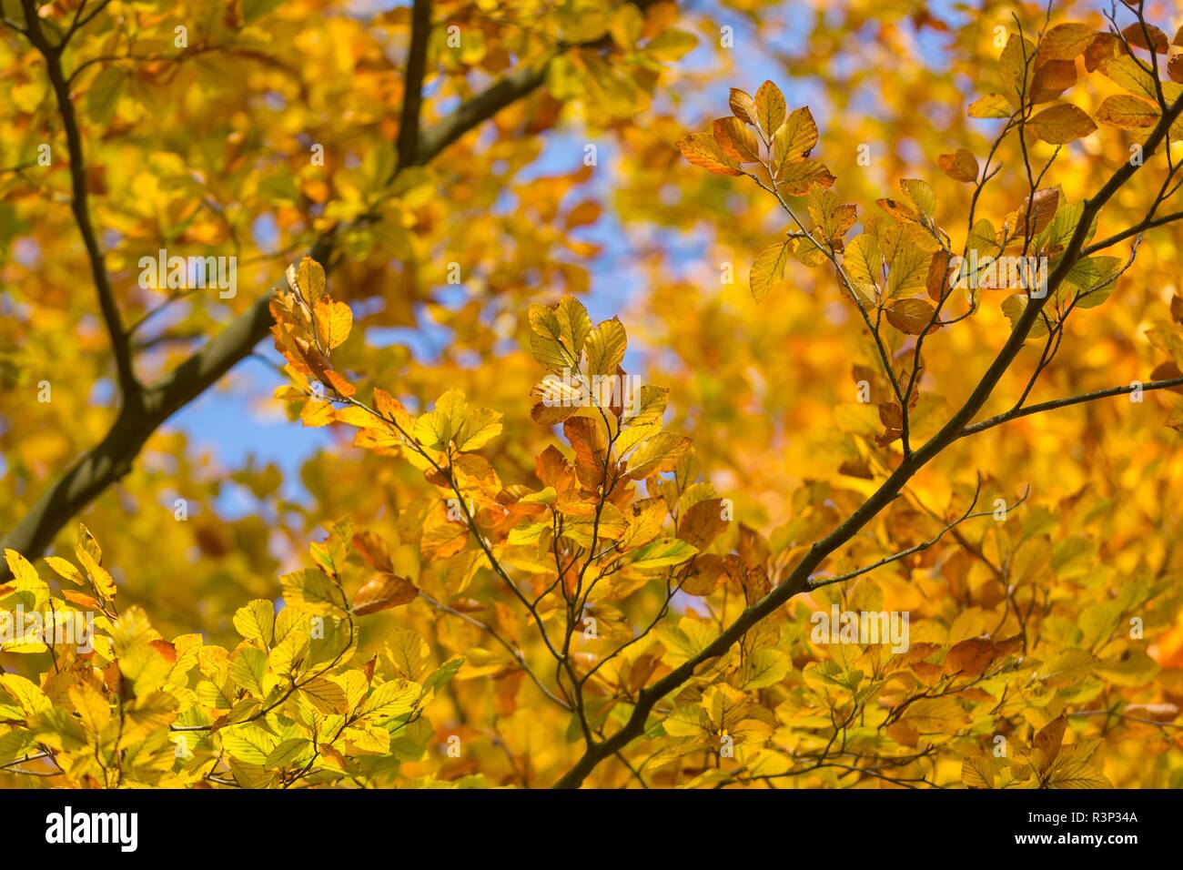 Beautiful golden beech leaves background. Autumnal tree branch Stock ...