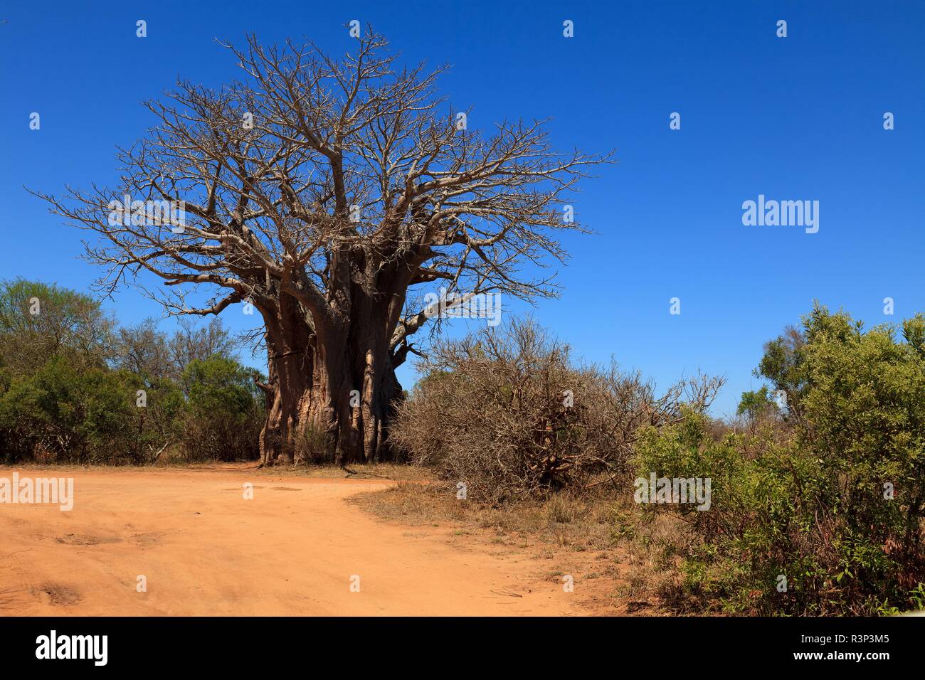 Afrikanischer affenbrotbaum hi-res stock photography and images - Alamy