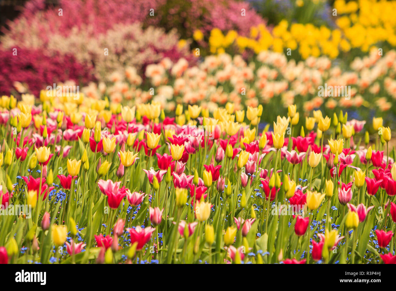 Tulips and other colorful spring flowers, Victoria, British Columbia ...