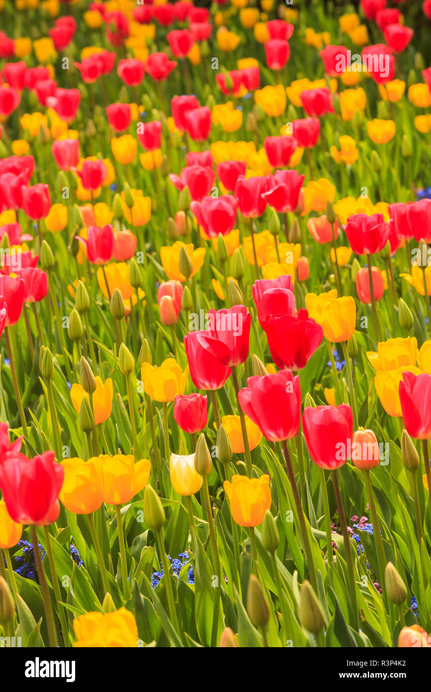 Spring flowers, Butchart Gardens, Saanich Peninsula, Victoria, British ...