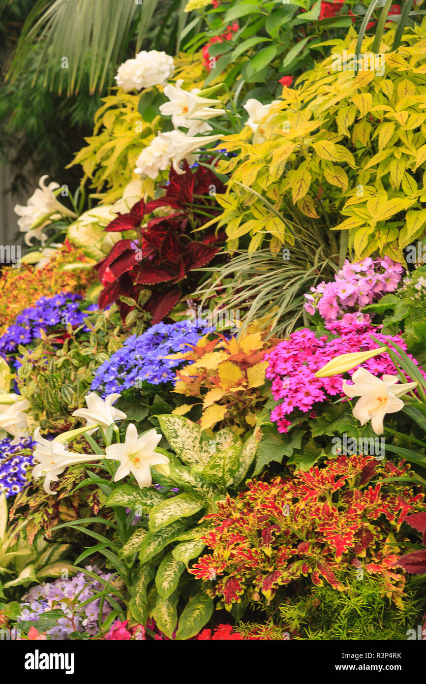 Spring flowers on Vancouver Island, British Columbia, Canada Stock ...