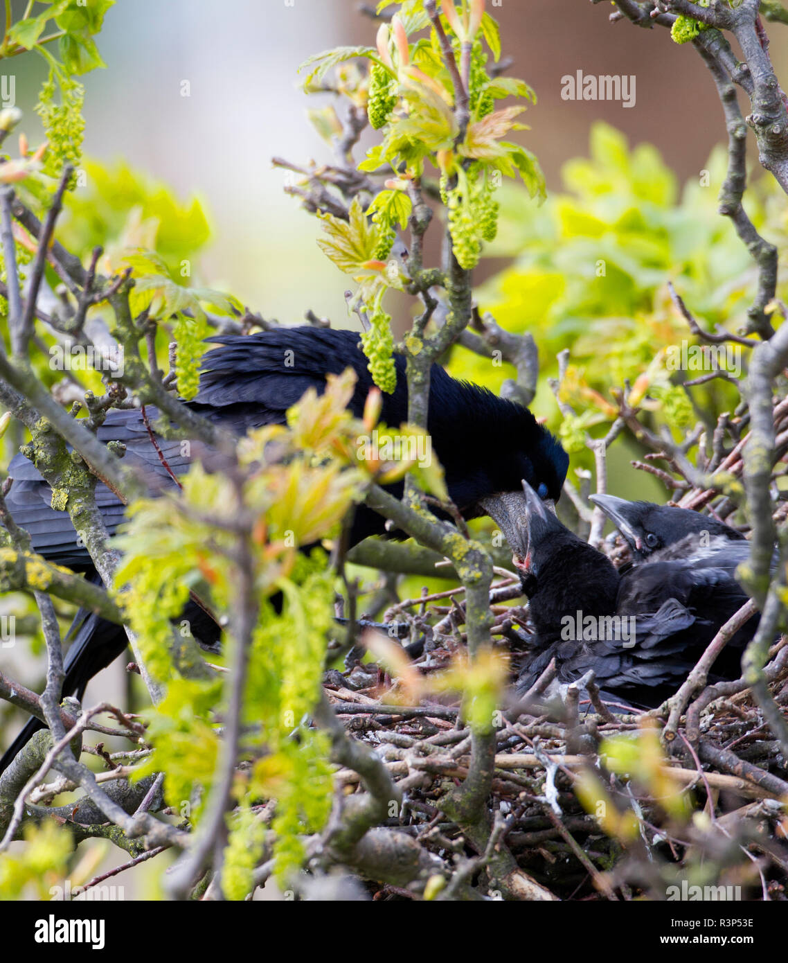 Rook feeds chicks on the nest Stock Photo - Alamy