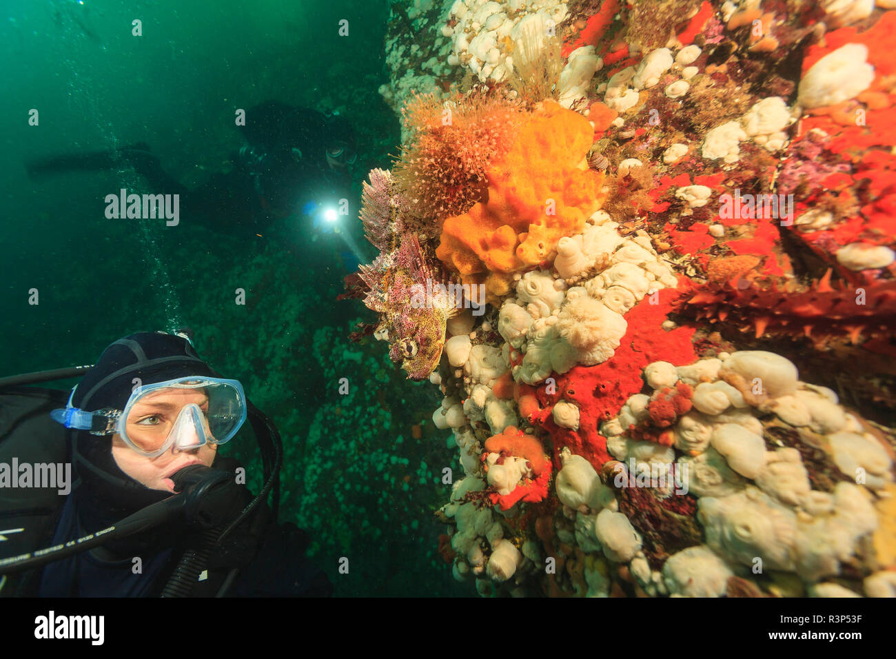 Scuba divers, Browning Passage, Northern Vancouver Island, British ...