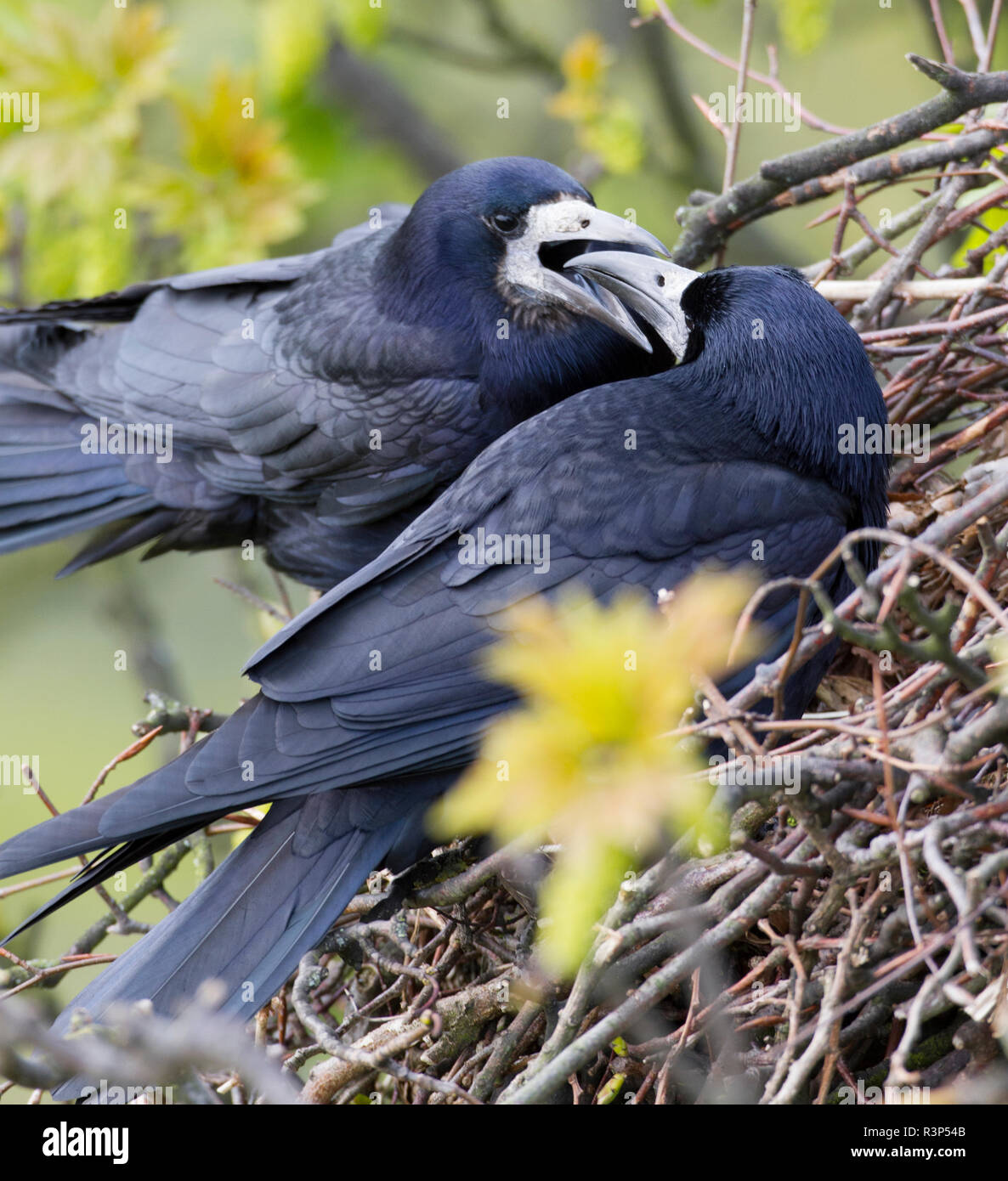 Nesting rook, male feeds female Stock Photo - Alamy