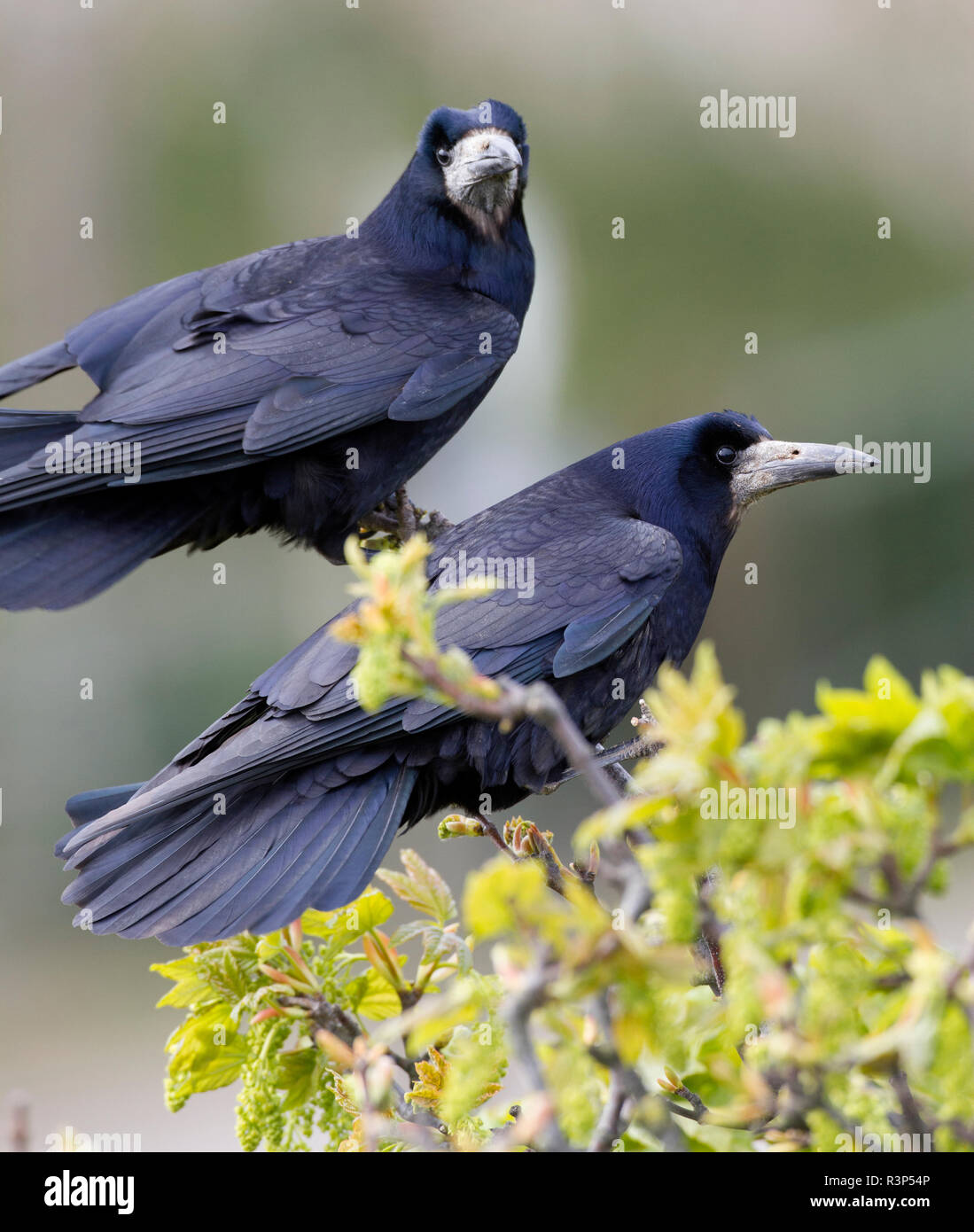 English village sounds hi-res stock photography and images - Alamy