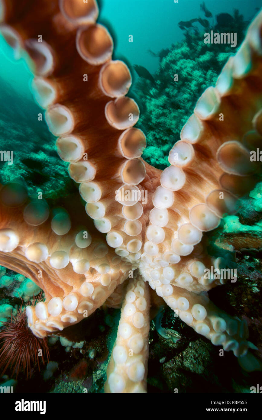 Giant Pacific Octopus (Enteroctopus dofleini) reaching out to explore ...