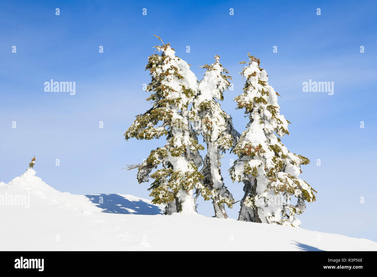 Mt. Washington Ski Resort bordering Strathcona Provincial Park (BC's ...