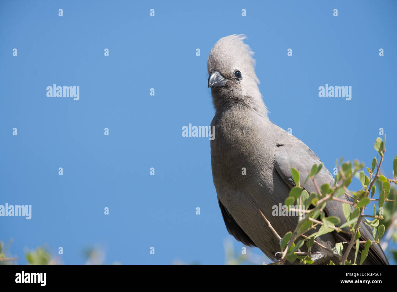 Grey lourie go away bird corythaixoides hi-res stock photography and ...