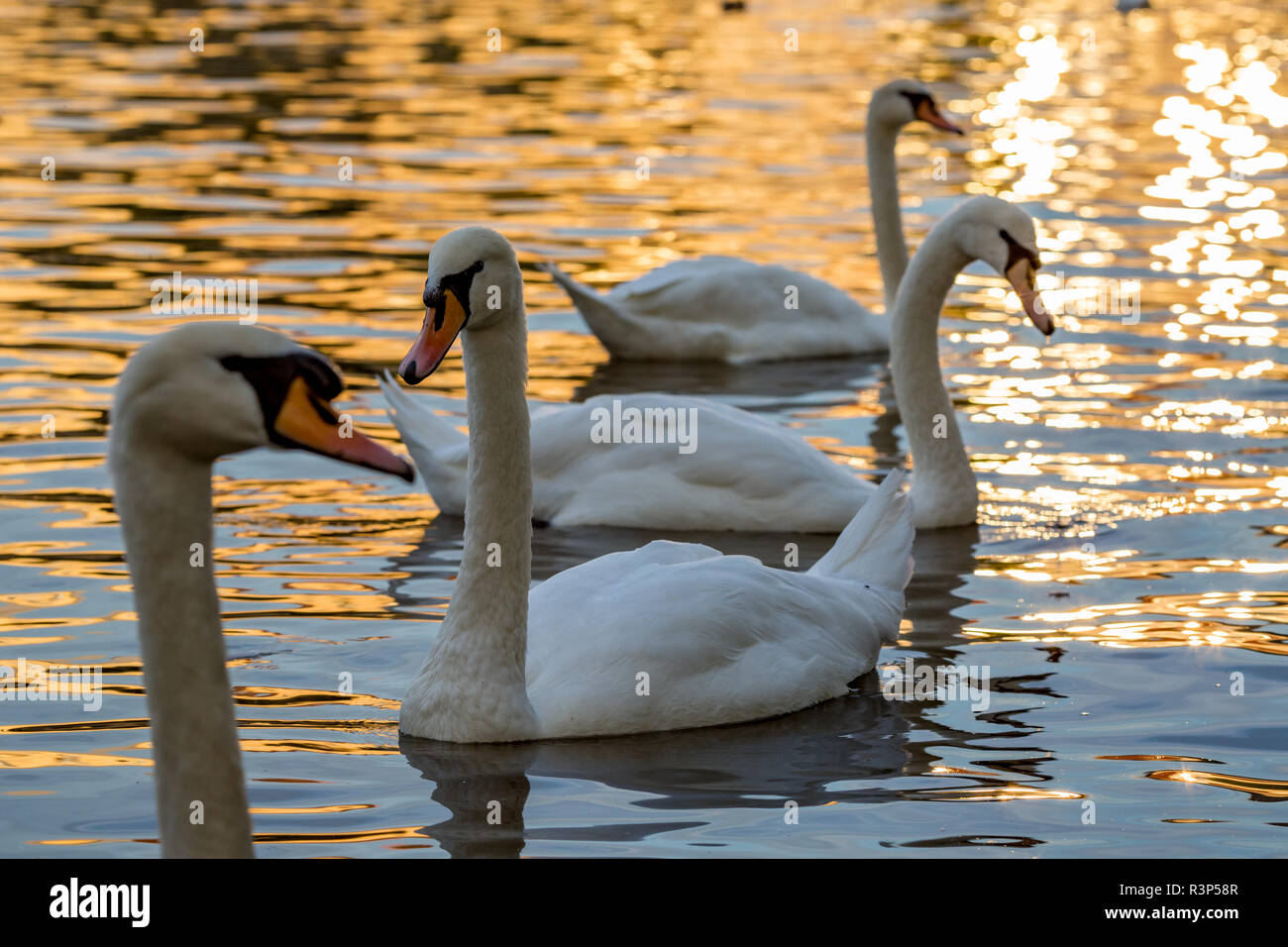 Portrait of a gorgeous swan swimming among other birds in the waters of ...