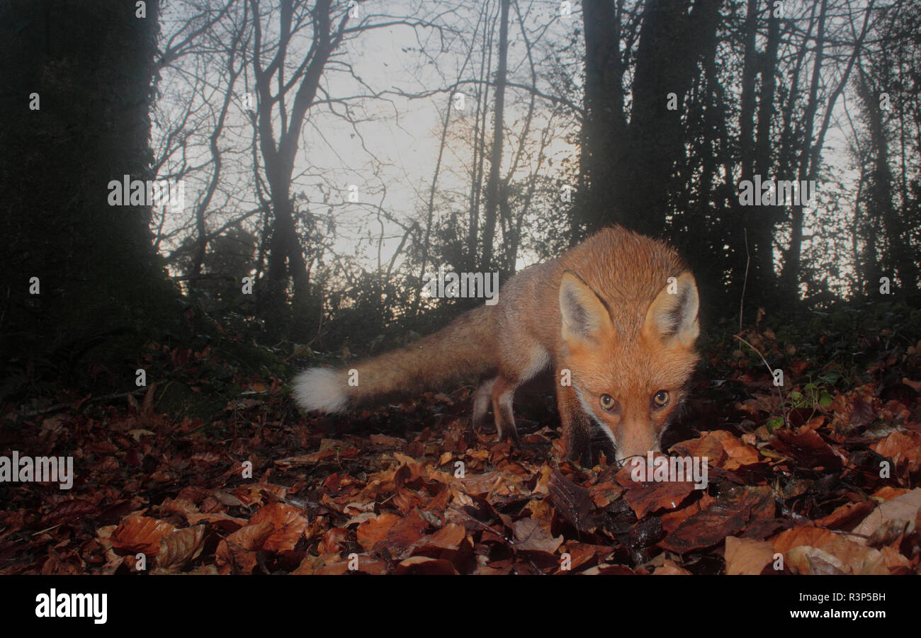 Red Fox in woodland Stock Photo - Alamy