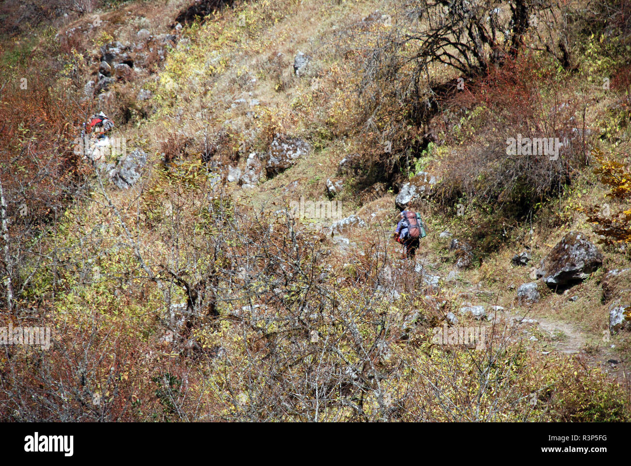 porters carrying heavy loads on a good path in Nepal Stock Photo - Alamy