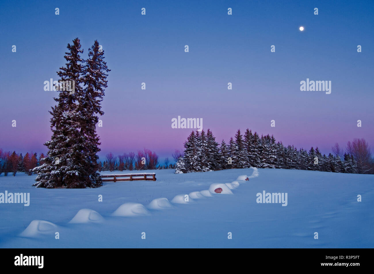 Manitoba winter birds hi-res stock photography and images - Alamy