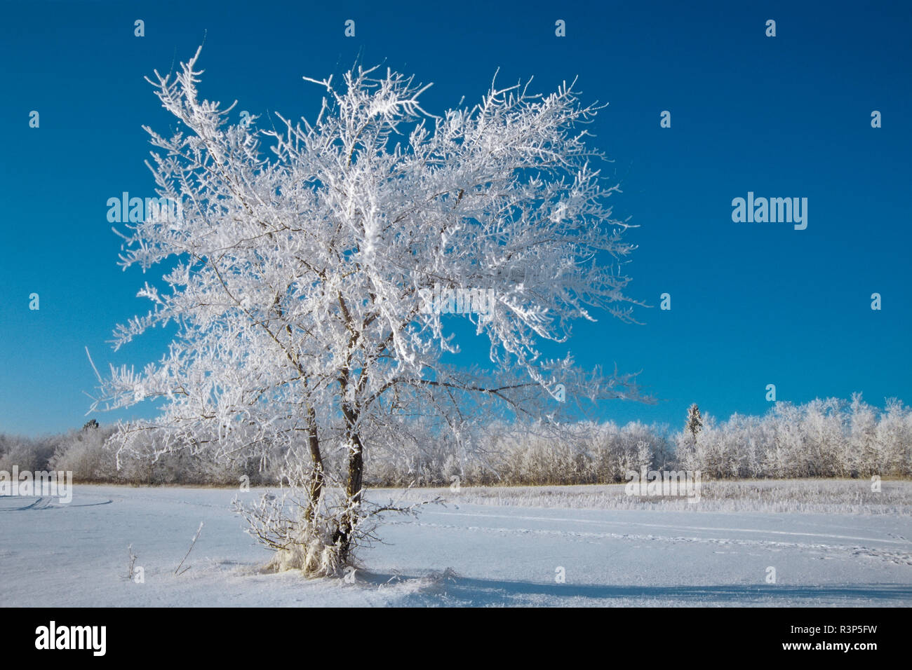 Canada, Manitoba, Birds Hill Provincial Park. Hoarfrost-covered trees ...