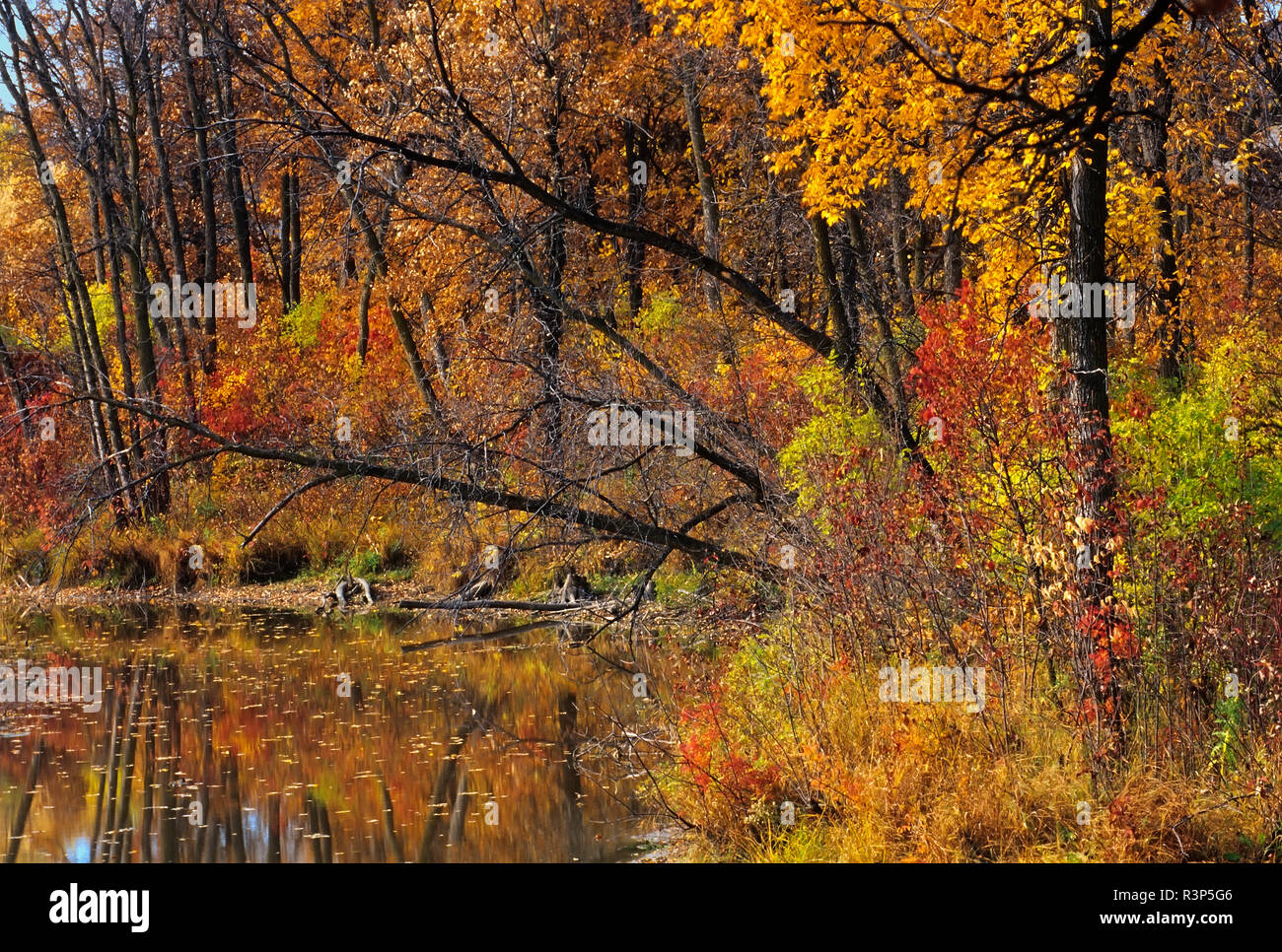 Canada, Manitoba, Winnipeg. Autumn on Seine River Stock Photo - Alamy