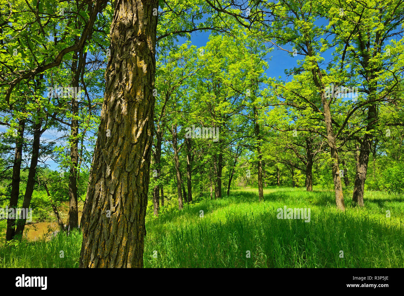 Seine river forest winnipeg hi-res stock photography and images - Alamy