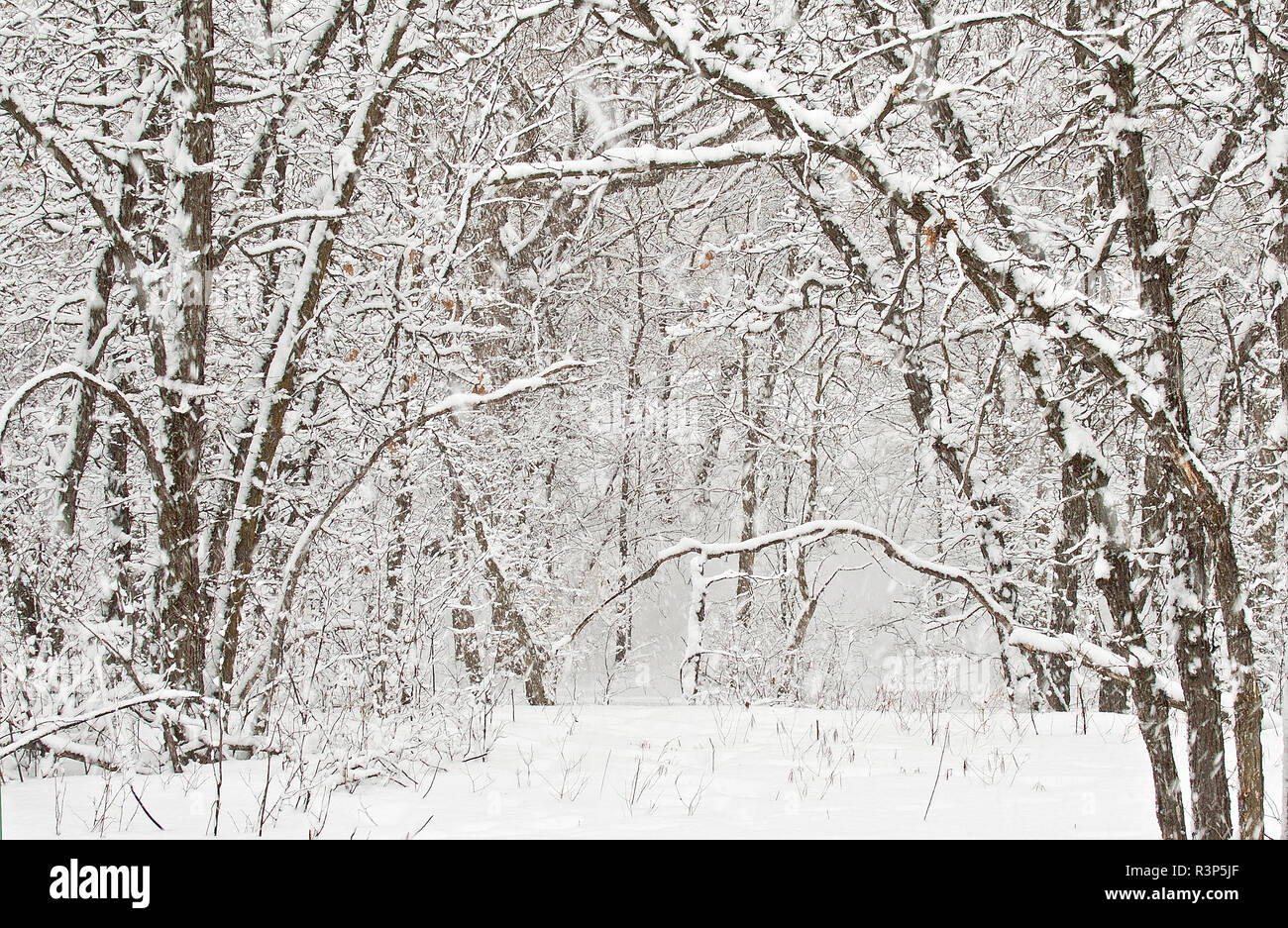 Canada, Manitoba, Winnipeg. Seine River Forest in winter Stock Photo ...