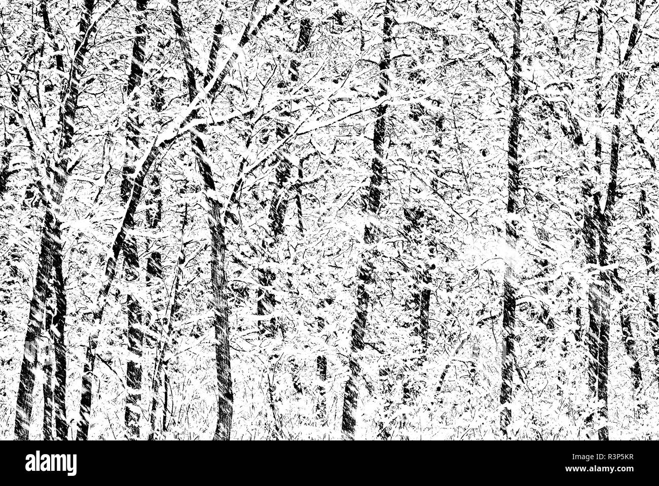 Canada, Manitoba, Winnipeg. Snowstorm in Seine River forest Stock Photo ...