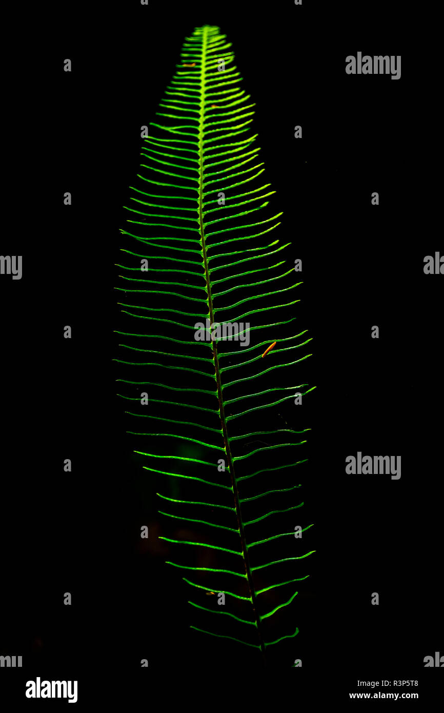 Blechnum Blechnum Sp High Resolution Stock Photography and Images - Alamy