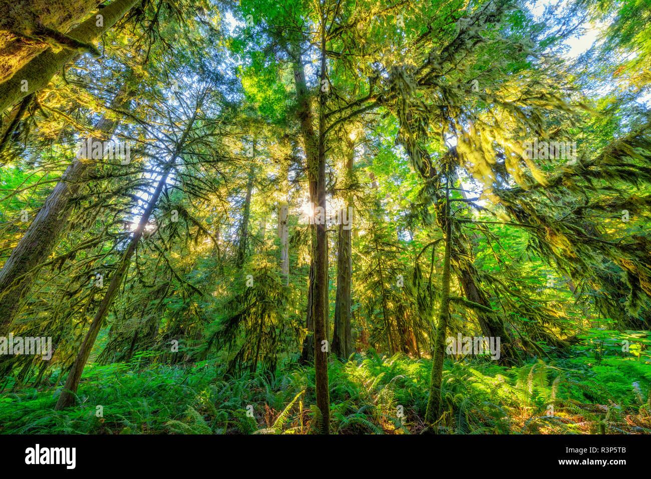 Old-growth forest, Avatar Grove. Avatar Grove is a protected area near ...