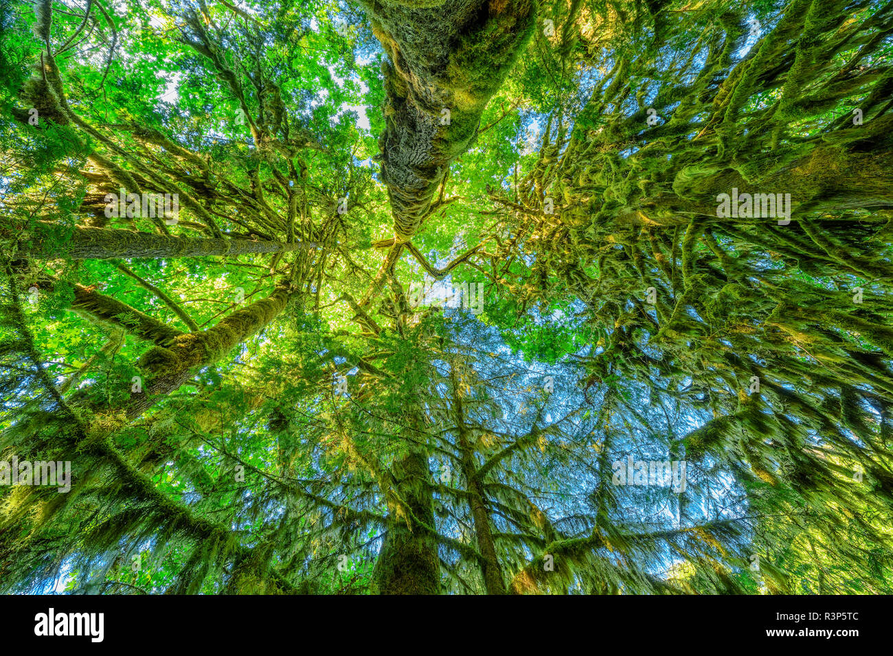 Old-growth forest, Avatar Grove. Avatar Grove is a protected area near ...