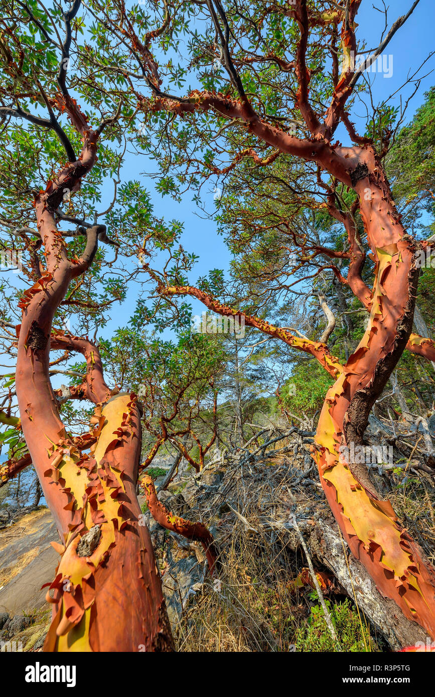 Arbutus Menziesii 10 Pacific MADRONE Tree Bearberry Red Arbutus