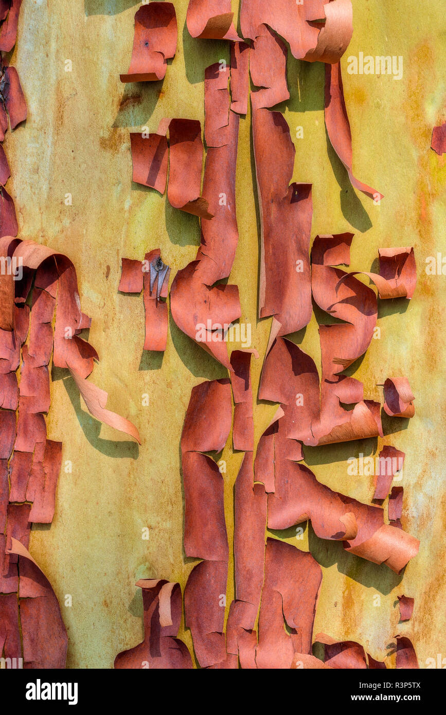 Typical bark of Pacific madrone (Arbutus menziesii) on the Pacific ...