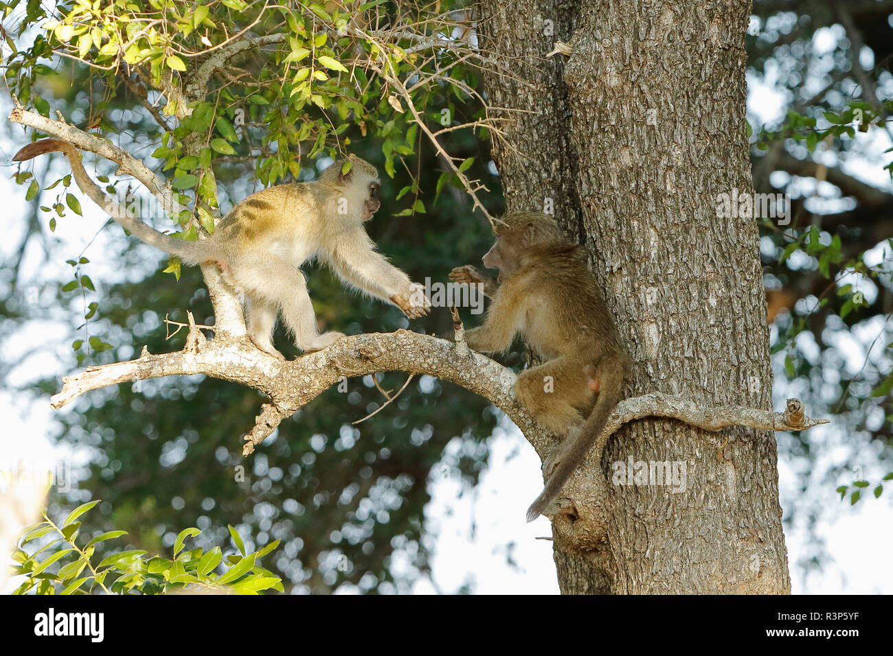 Chacma baboon (Papio ursinus) and Green monkey (Chlorocebus aethiops ...