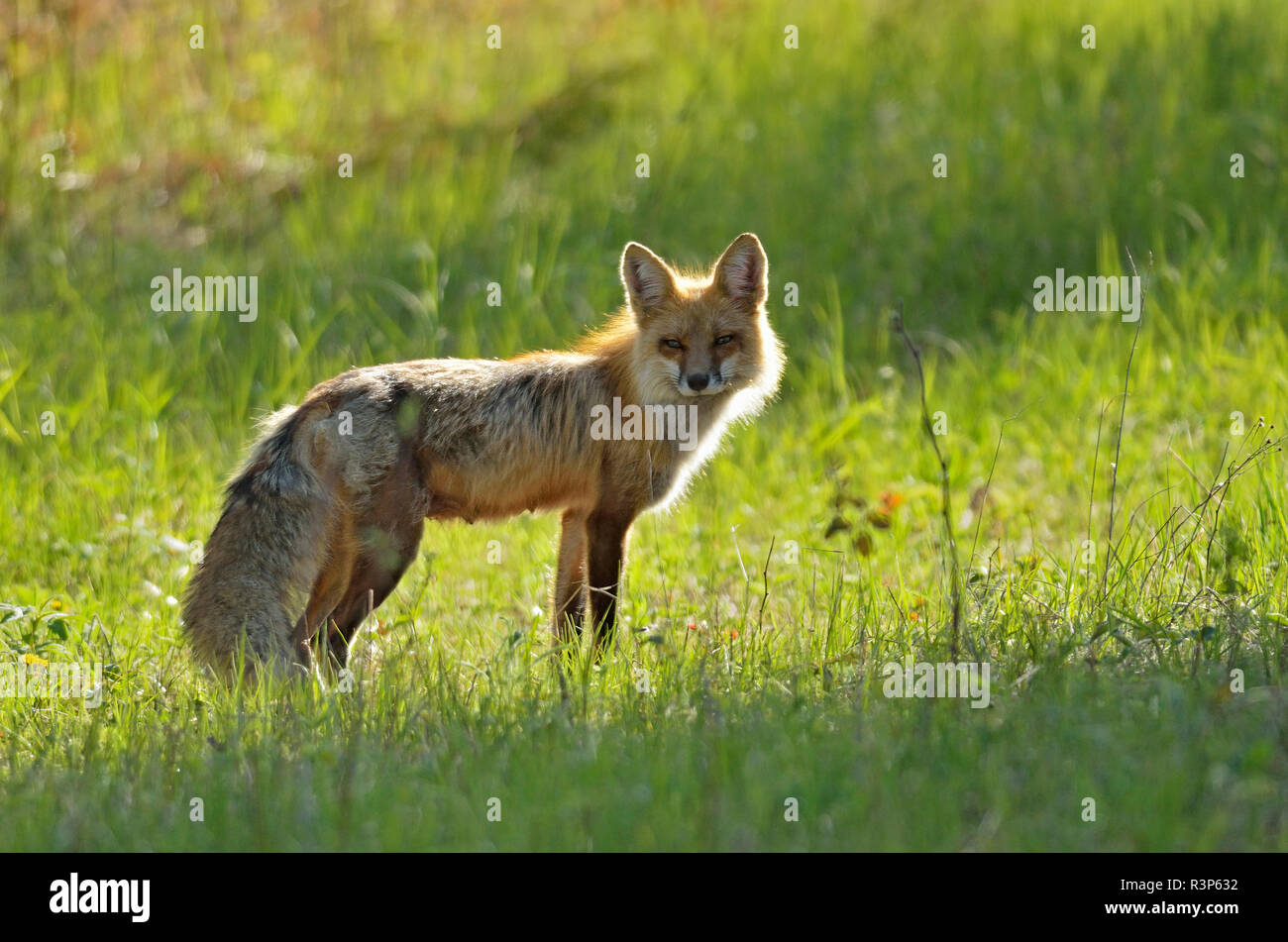 Canada, Manitoba, Whiteshell Provincial Park. Backlit red fox Stock ...