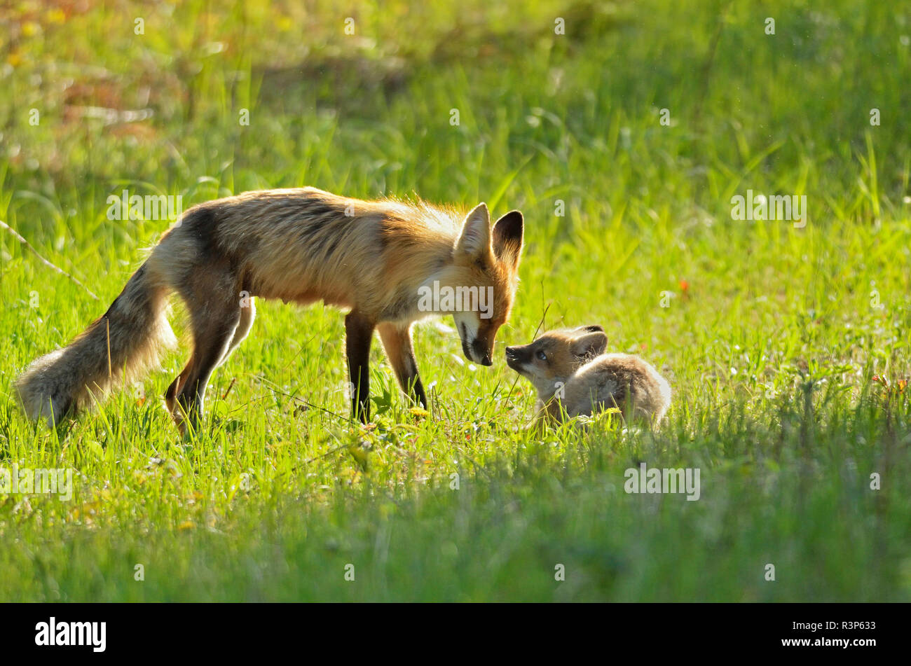 Canada, Manitoba, Whiteshell Provincial Park. Red fox mother with kit ...