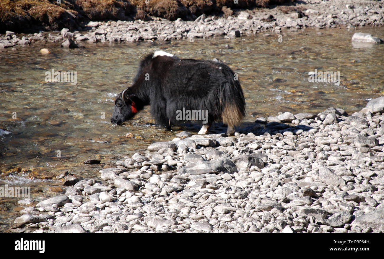 Yak yak is drinking water hi-res stock photography and images - Alamy