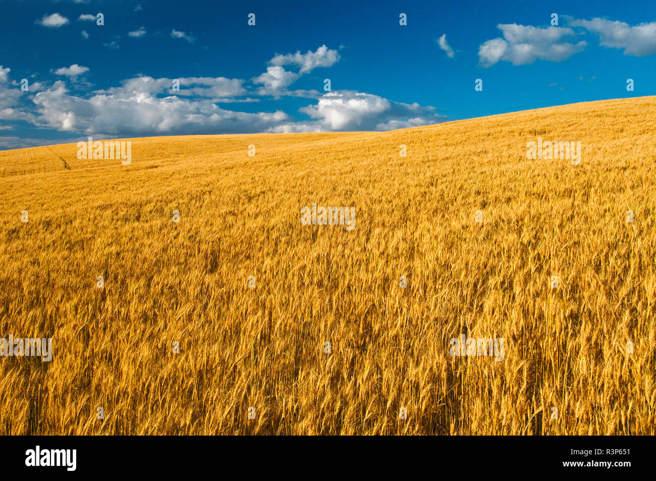 Canada, Manitoba, Swan Lake. Mature winter wheat crop Stock Photo - Alamy